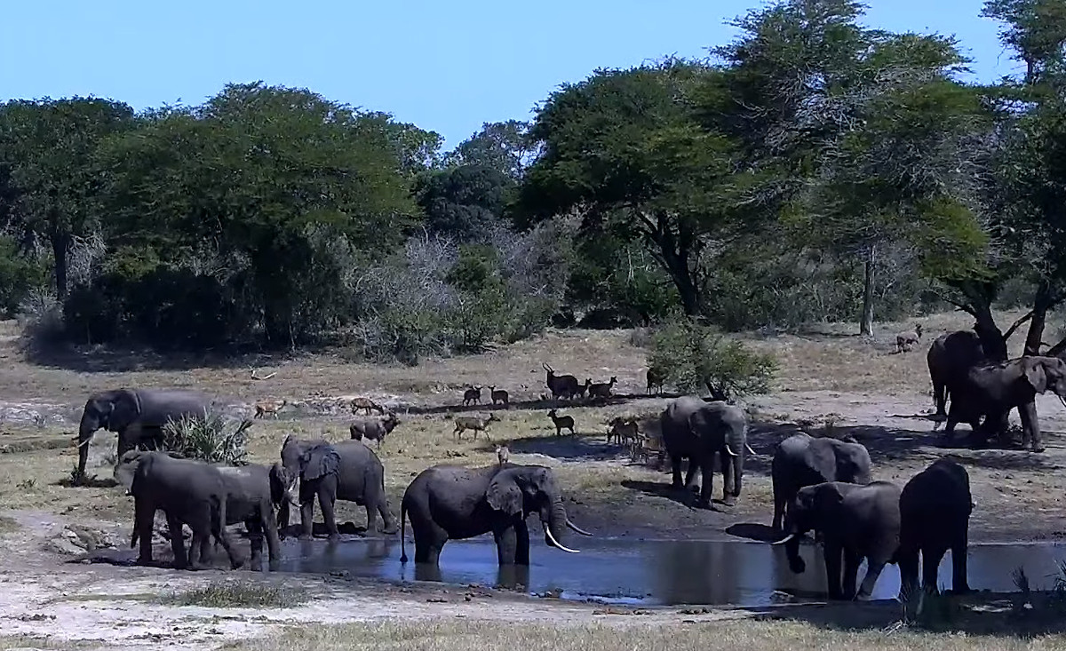 Tembe Elephant Park, South Africa, South Africa, Africa – Live Webcams